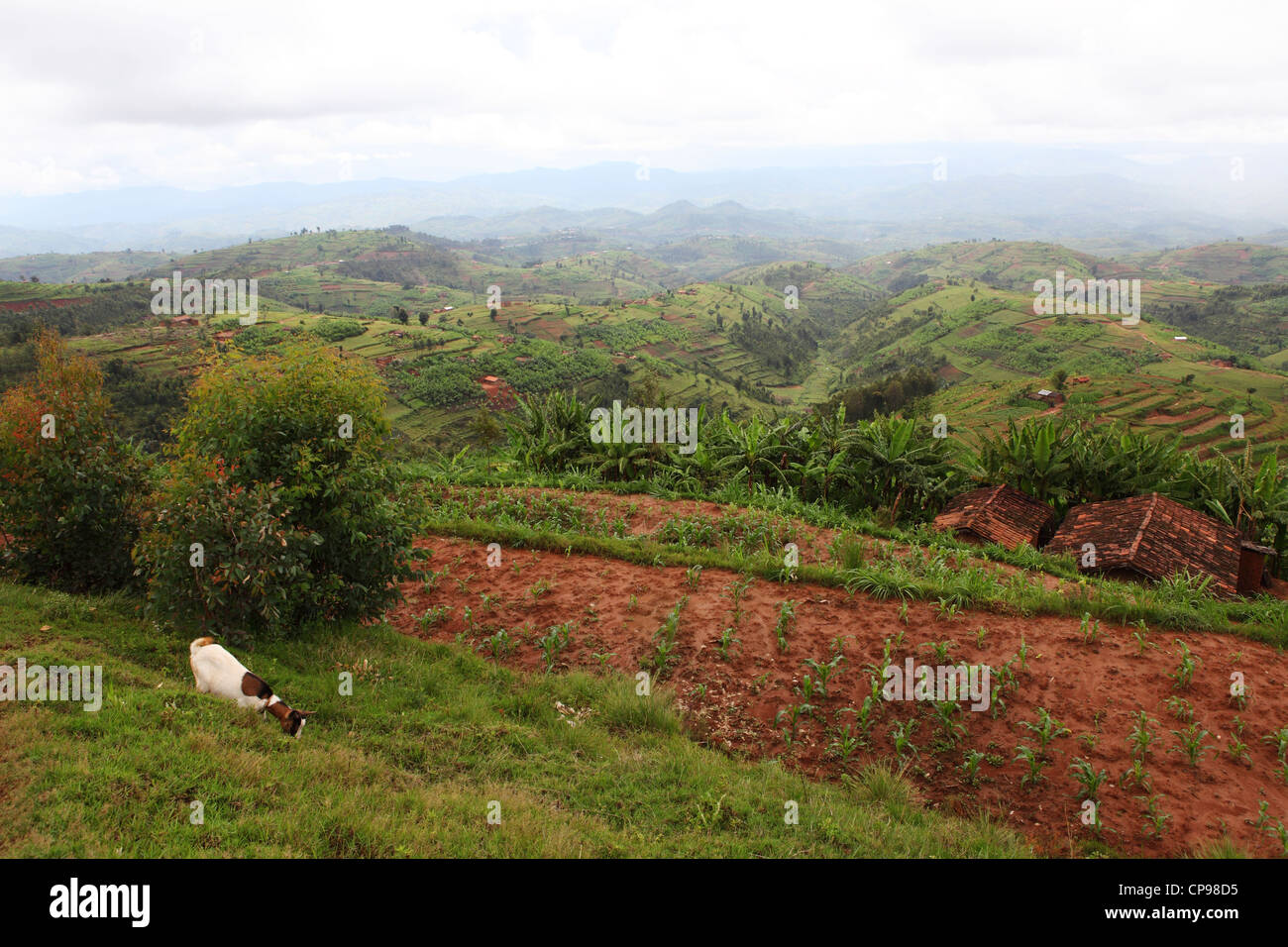 Buy Farmland In Rwanda at Gerald Maurer blog