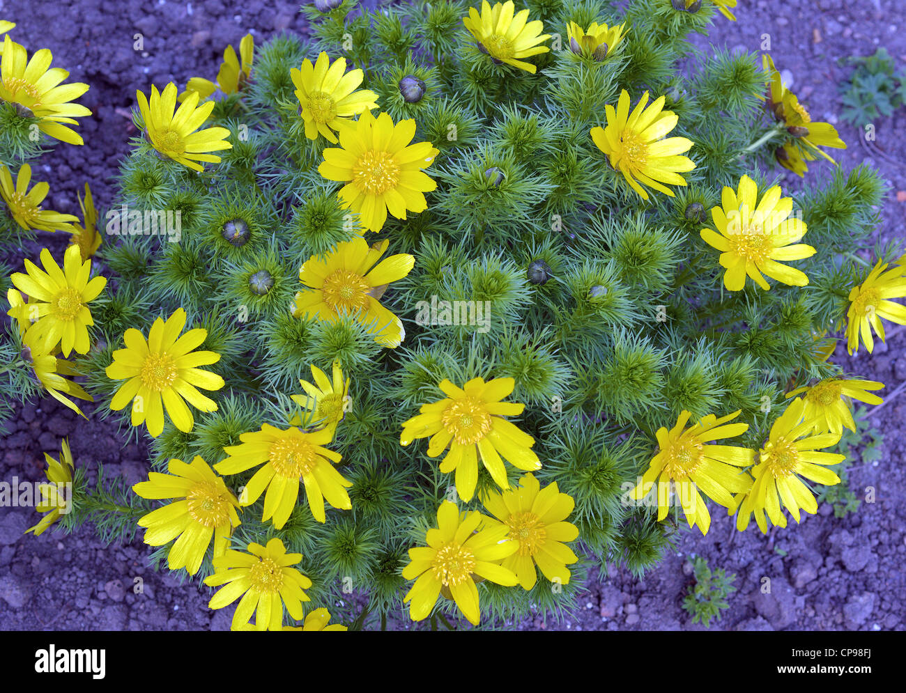 Spring adonis Pheasan's eye yellow spring flowers close up Adonis ...