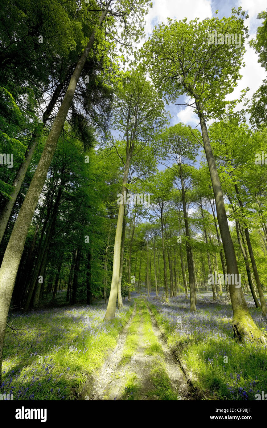 england gloucestershire the forest of dean Stock Photo - Alamy