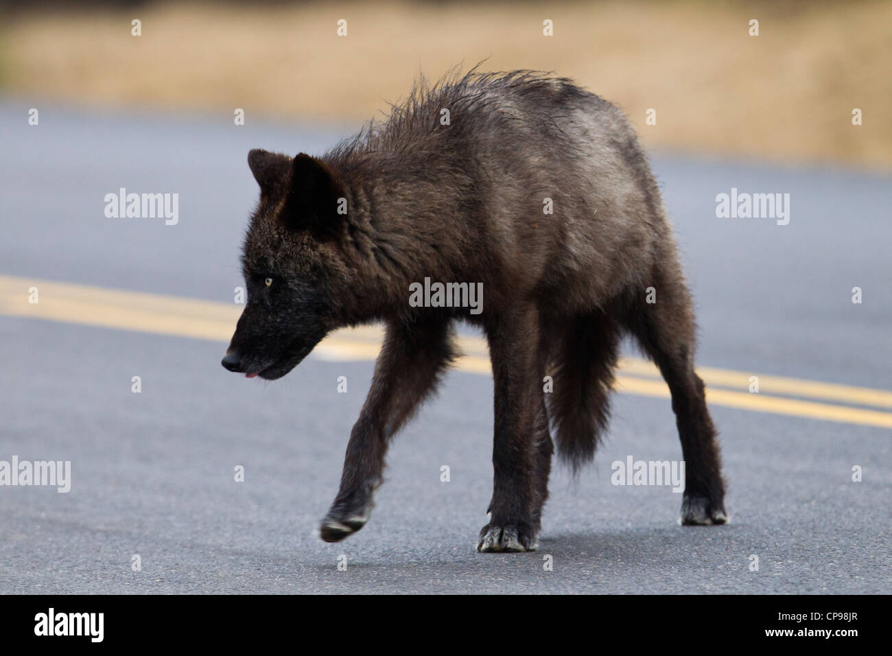 A wolf crosses a road in Banff National Park Alberta Canada. Photo by ...