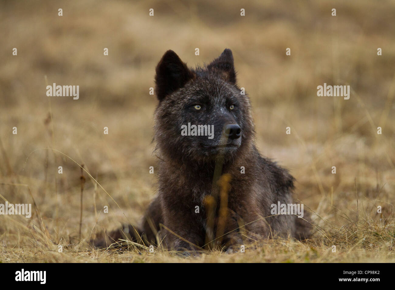 A gray wolf rests in a meadow in Banff National Park, Alberta, Canada ...
