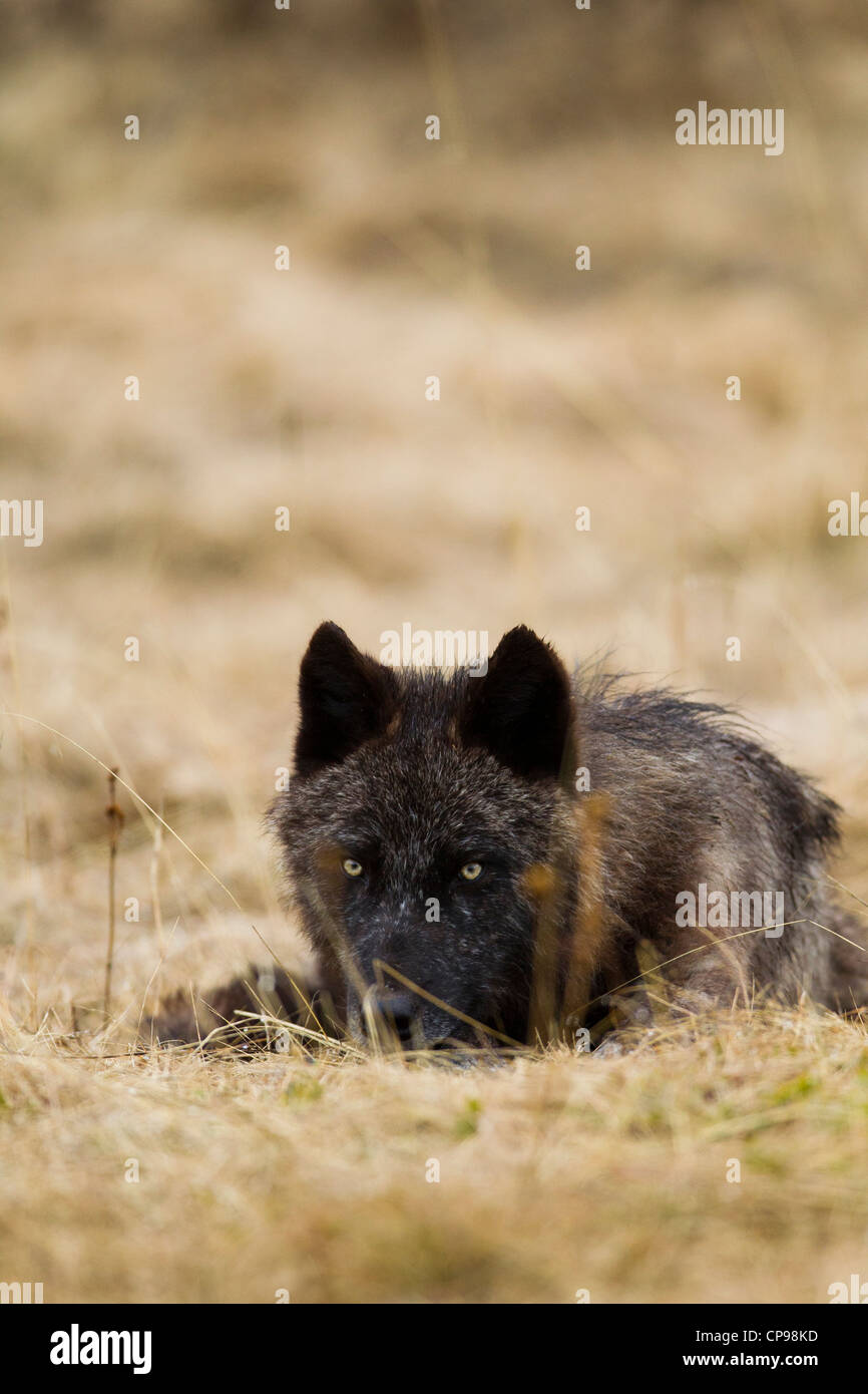 A gray wolf rests in a meadow in Banff National Park, Alberta, Canada ...