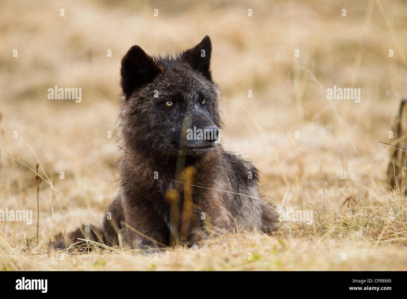A gray wolf rests in a meadow in Banff National Park, Alberta, Canada ...