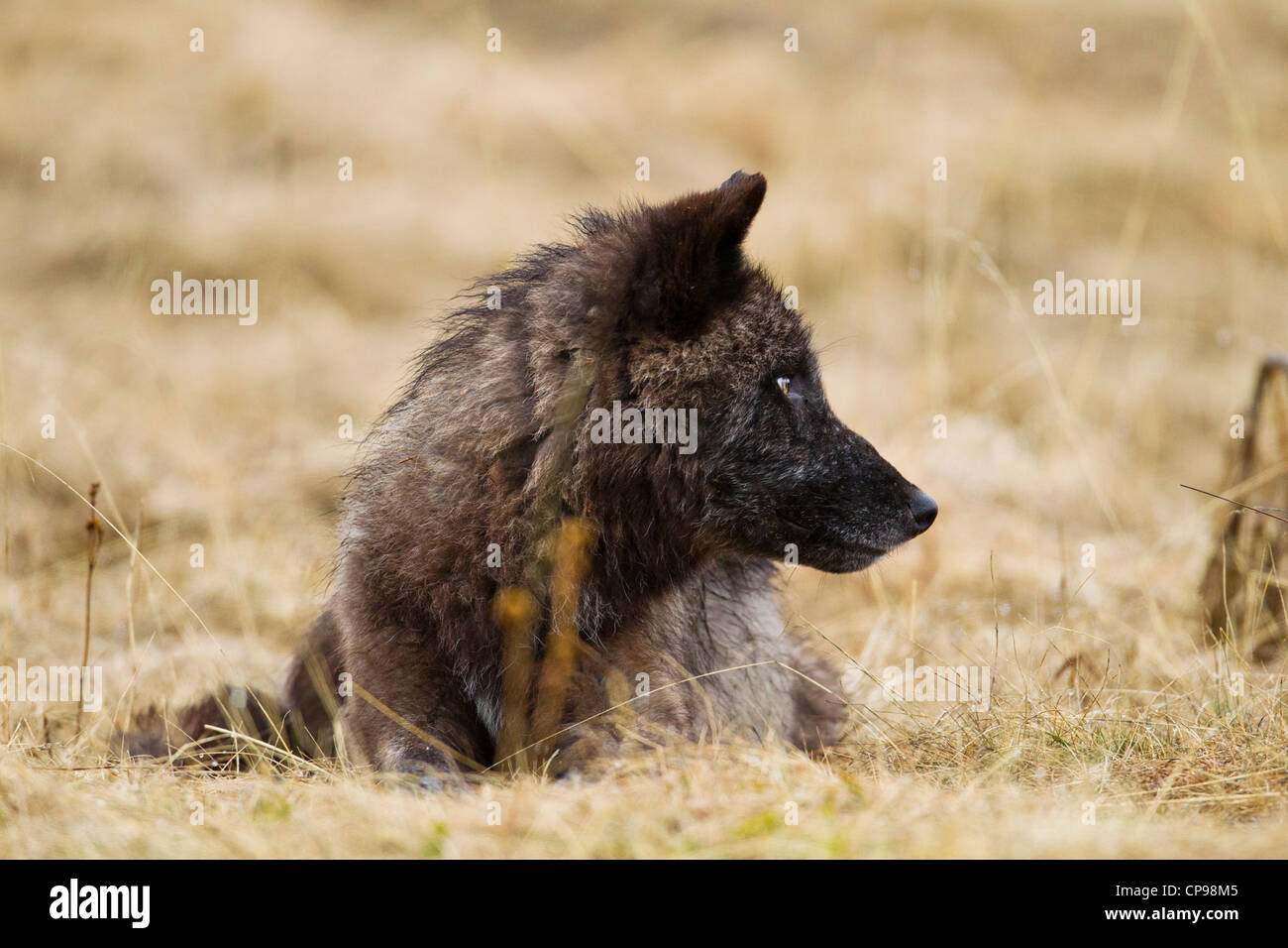 A gray wolf rests in a meadow in Banff National Park, Alberta, Canada ...