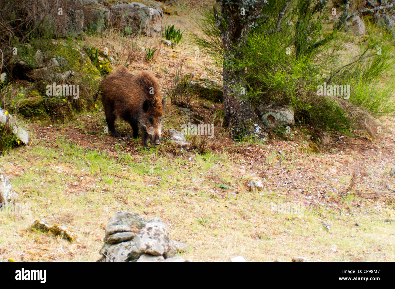 Jabali hi-res stock photography and images - Alamy