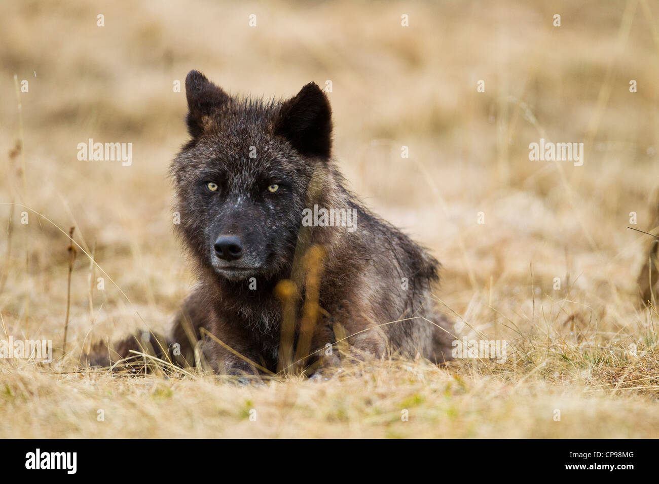 A gray wolf rests in a meadow in Banff National Park, Alberta, Canada ...