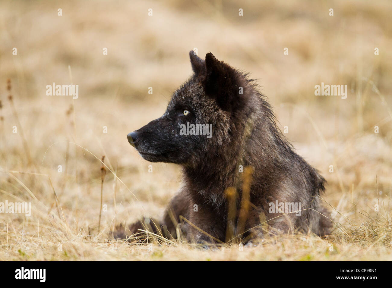 A gray wolf rests in a meadow in Banff National Park, Alberta, Canada ...