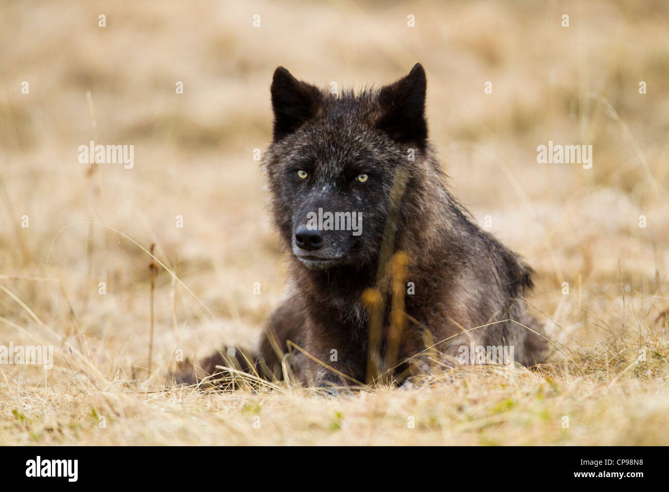 A gray wolf rests in a meadow in Banff National Park, Alberta, Canada ...