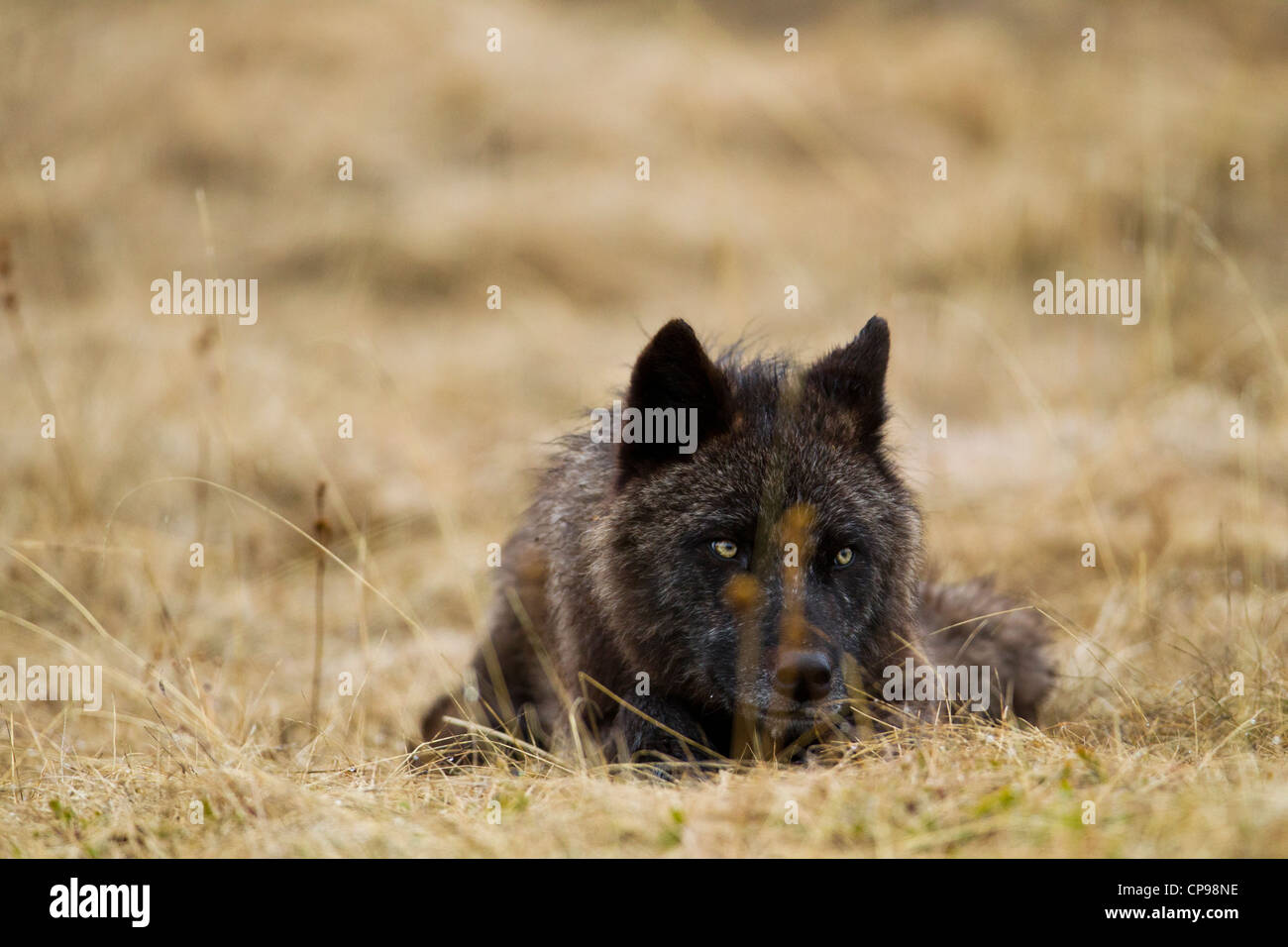 A gray wolf rests in a meadow in Banff National Park, Alberta, Canada ...