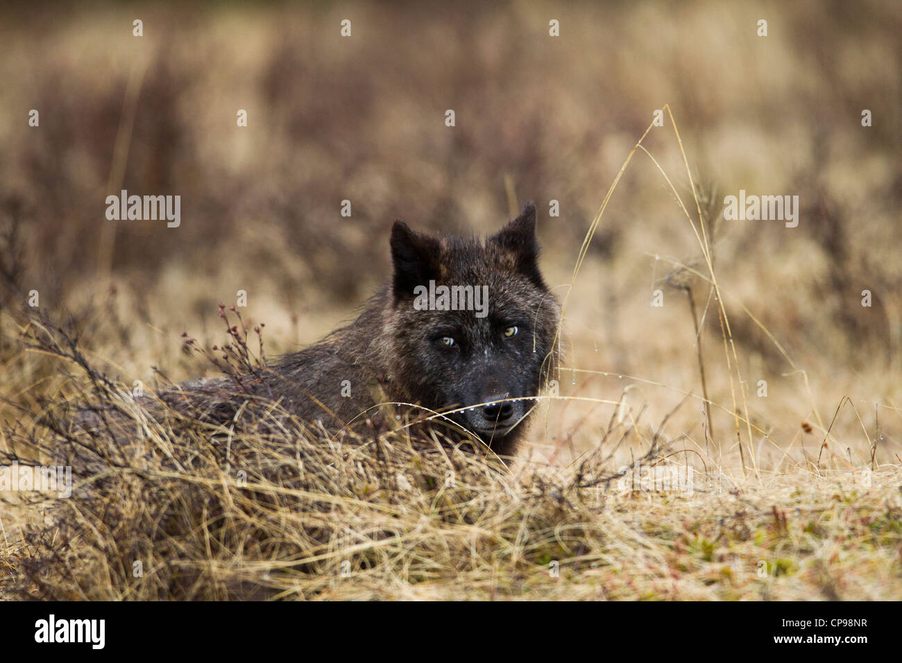 A gray wolf rests in a meadow in Banff National Park, Alberta, Canada ...