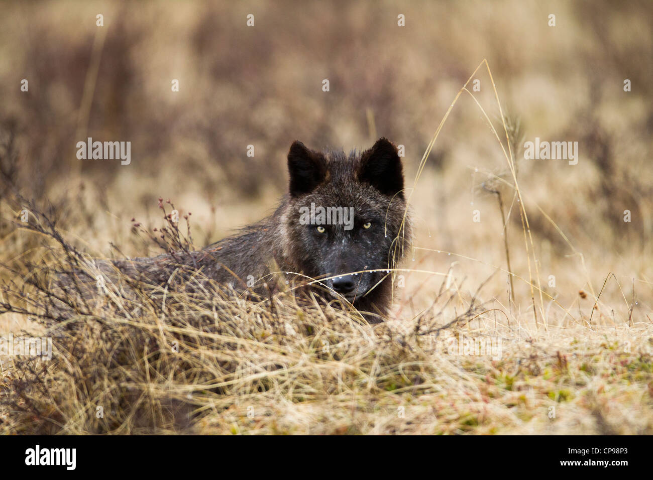 A gray wolf rests in a meadow in Banff National Park, Alberta, Canada ...