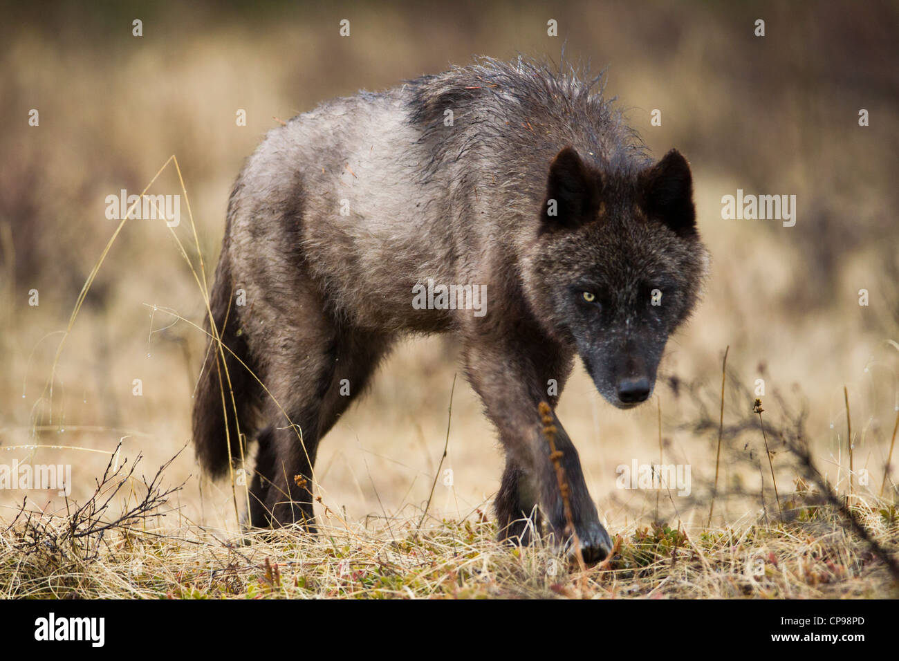 A wolf walking in a meadow in Banff national park Alberta Canada Stock ...
