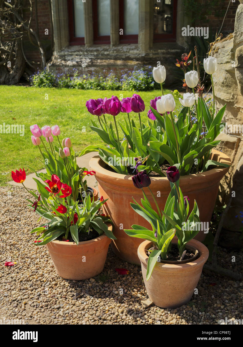 garden with plants and flowers Stock Photo - Alamy