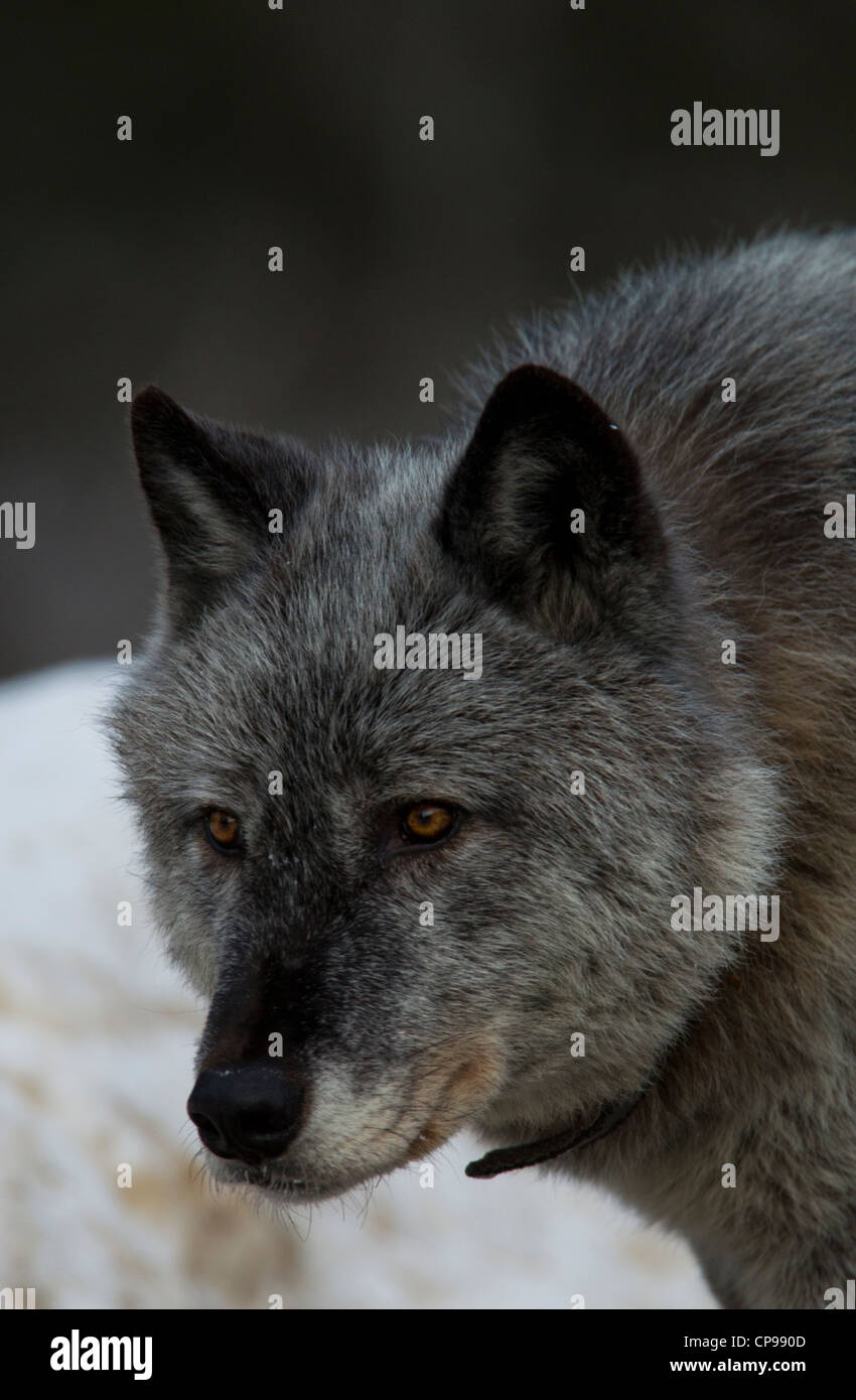 The alpha female of the Bow Valley wolf pack, Banff National Park ...