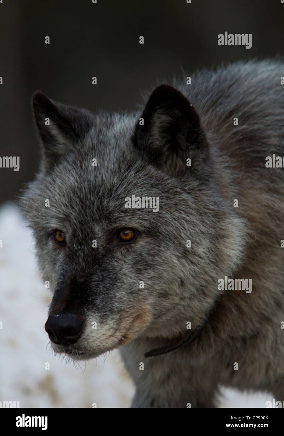 The alpha female of the Bow Valley wolf pack, Banff National Park ...