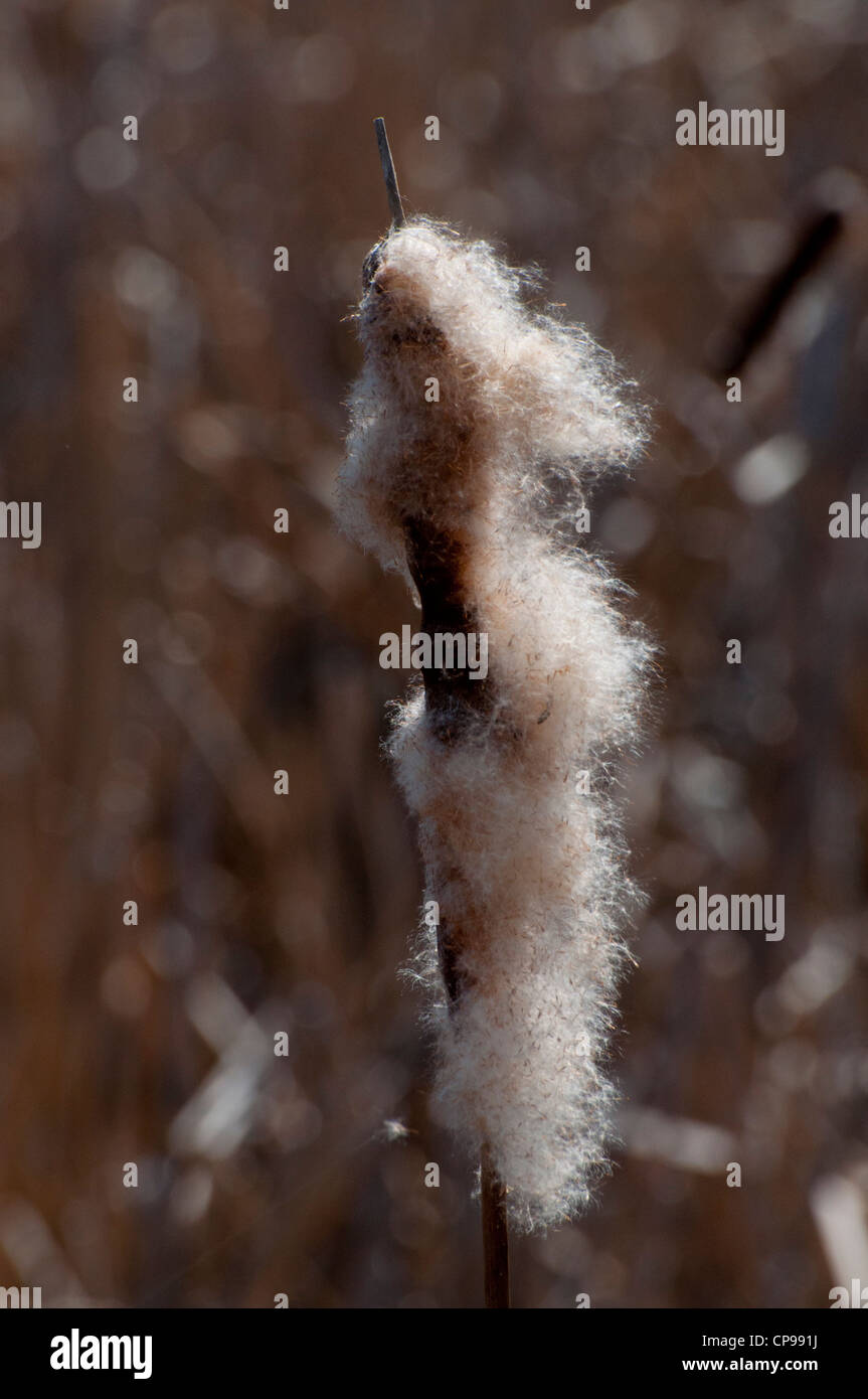 Bullrush cattail hi-res stock photography and images - Alamy