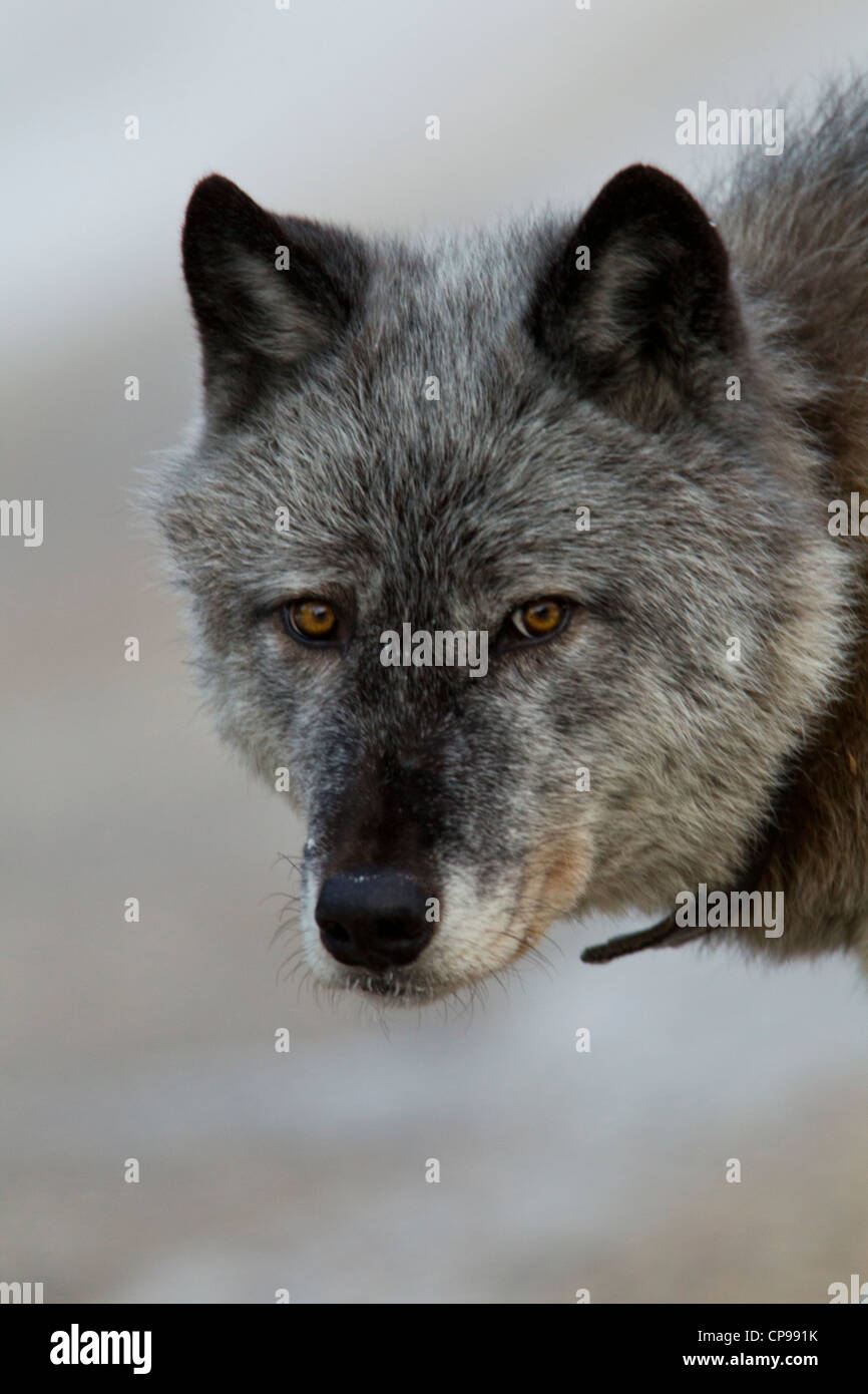 Wolf pack alpha female hi-res stock photography and images - Alamy