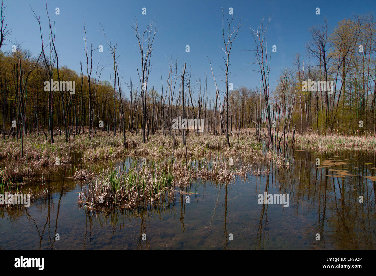 Bizard hi-res stock photography and images - Alamy