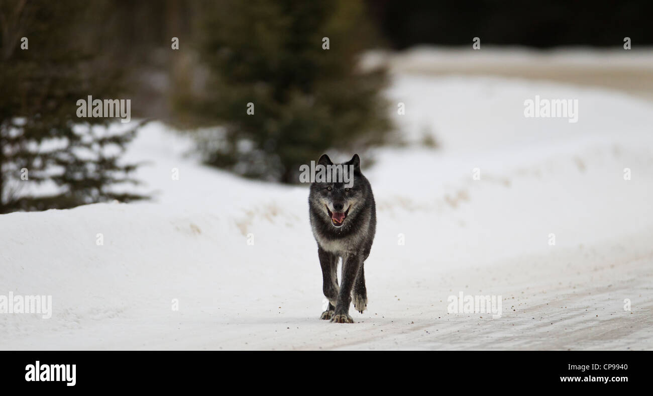 A gray wolf named Spirit seen in Banff National Park in Alberta Canada ...