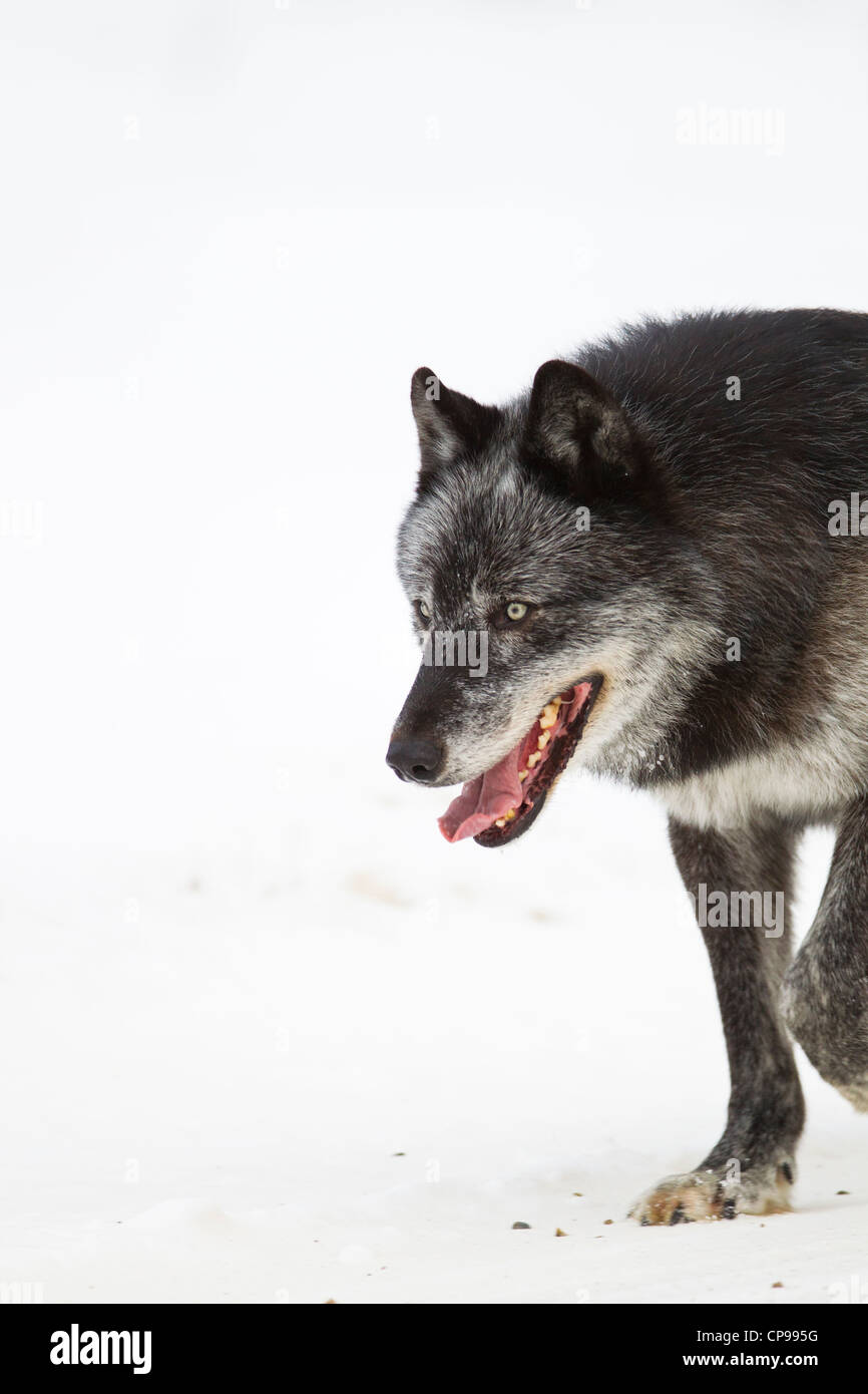 A gray wolf named Spirit seen in Banff National Park in Alberta Canada ...