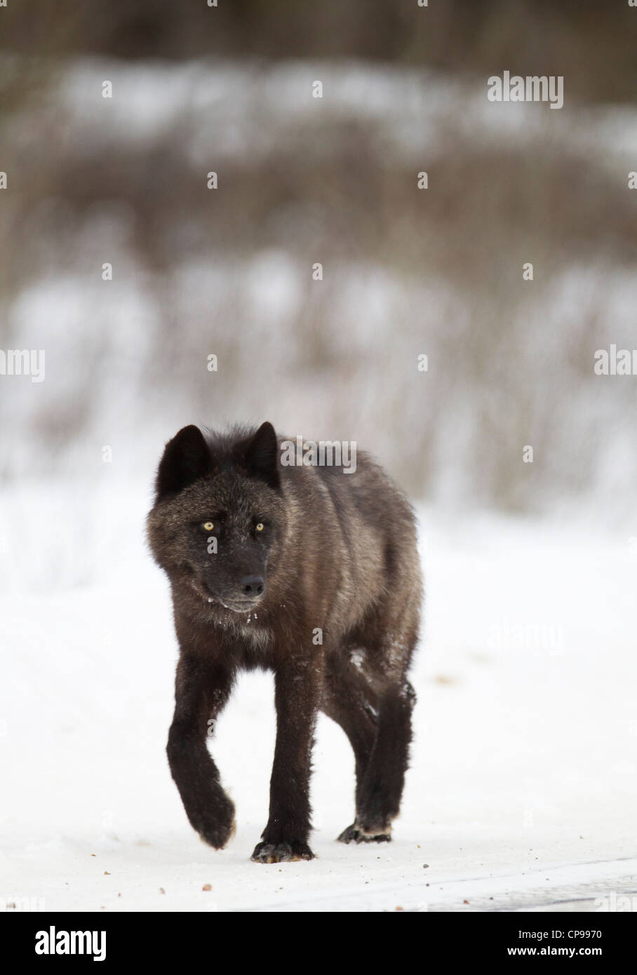 Gray wolf walking gus curtis hi-res stock photography and images - Alamy