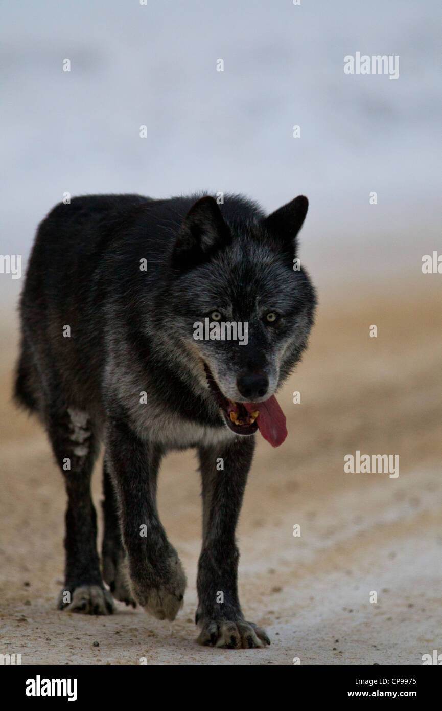 A gray wolf walks along a road in Banff National Park, Alberta, Canada ...