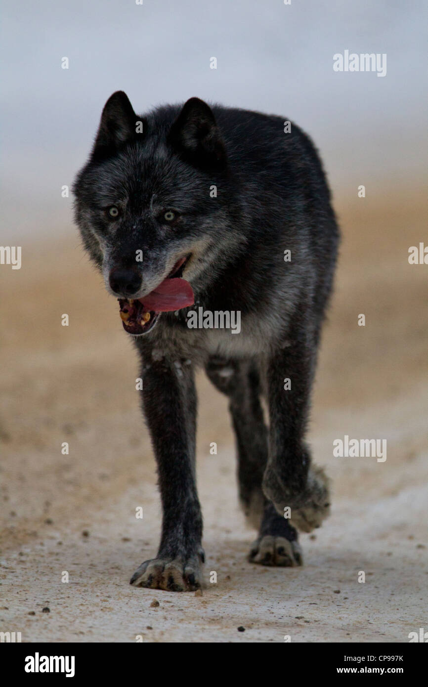 A gray wolf walks along a road in Banff National Park, Alberta, Canada ...