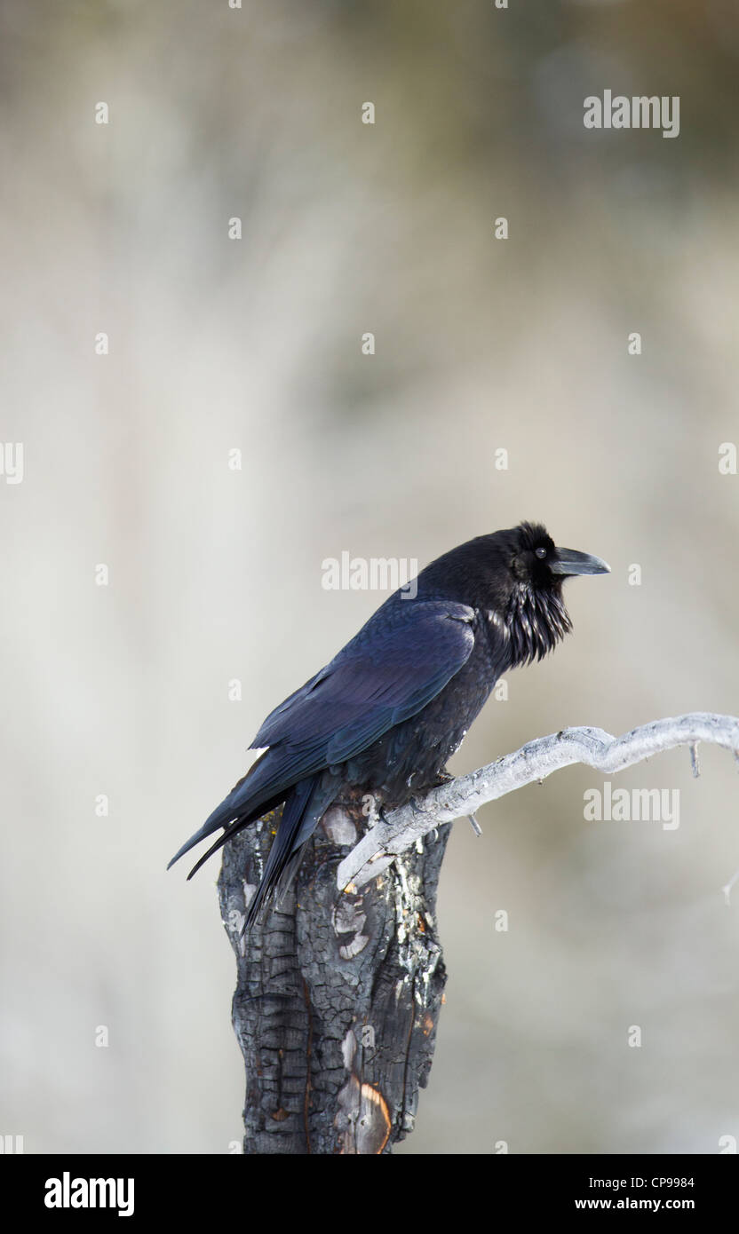 A raven perches on a burnt tree, on a winter morning in Banff National ...