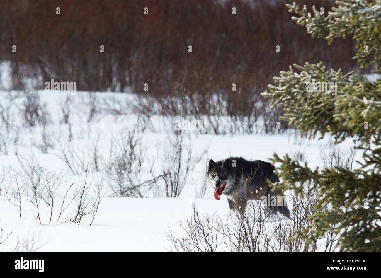 A gray wolf named Spirit seen in Banff National Park in Alberta Canada ...