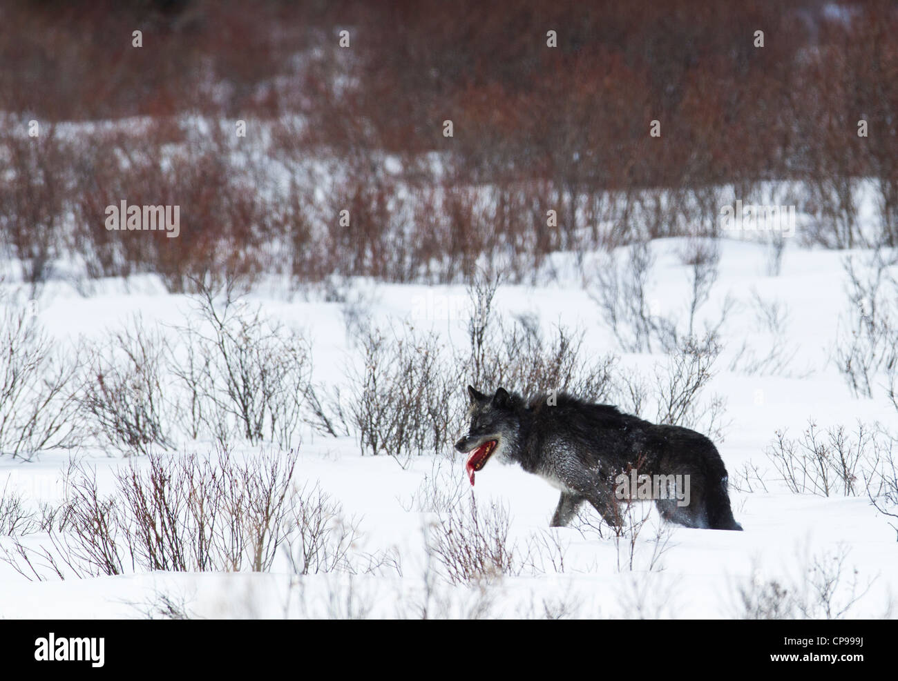 Wolf in in banff national hi-res stock photography and images - Alamy