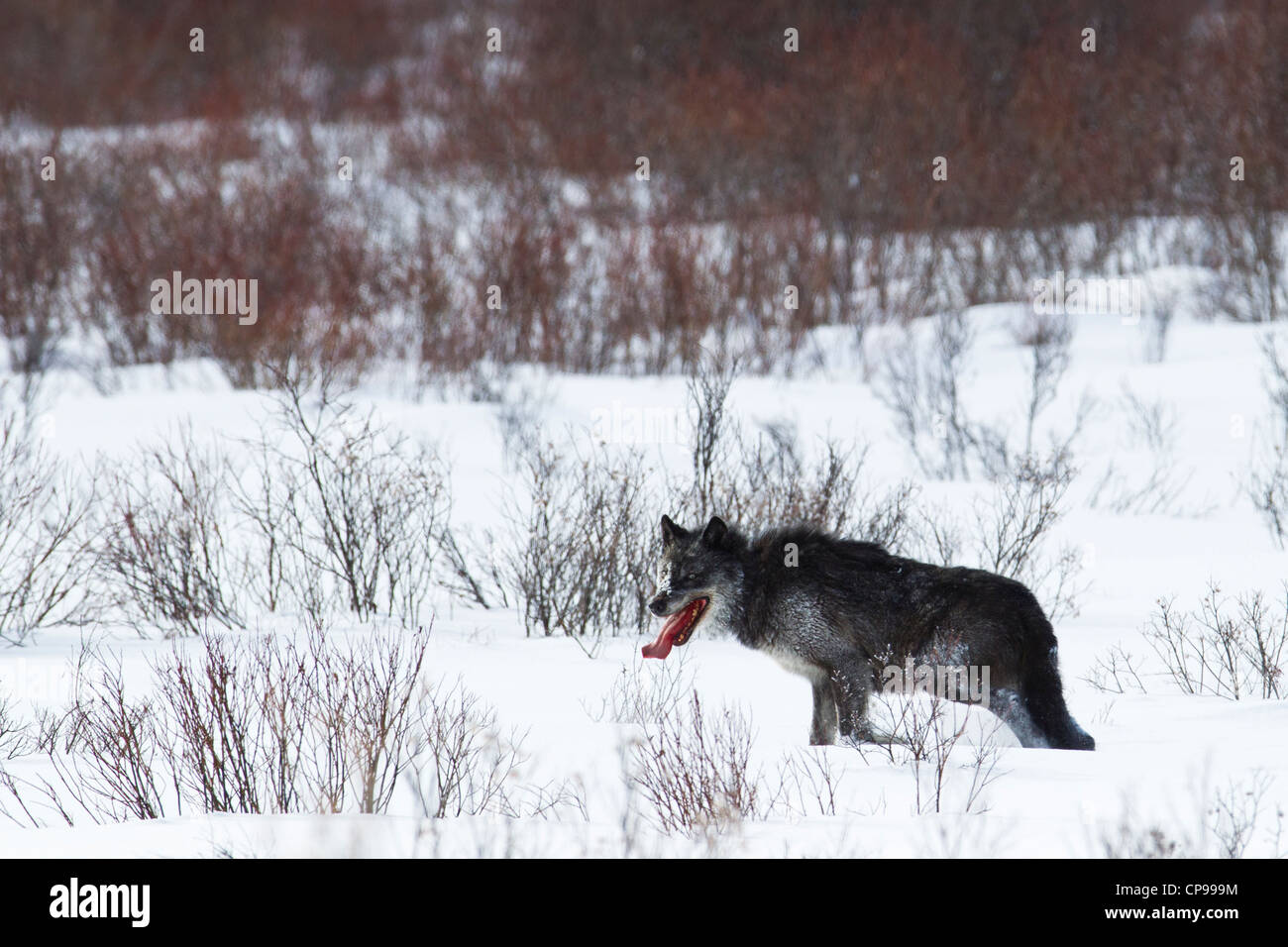 A solitary gray wolf walks through the snow in Banff National Park ...