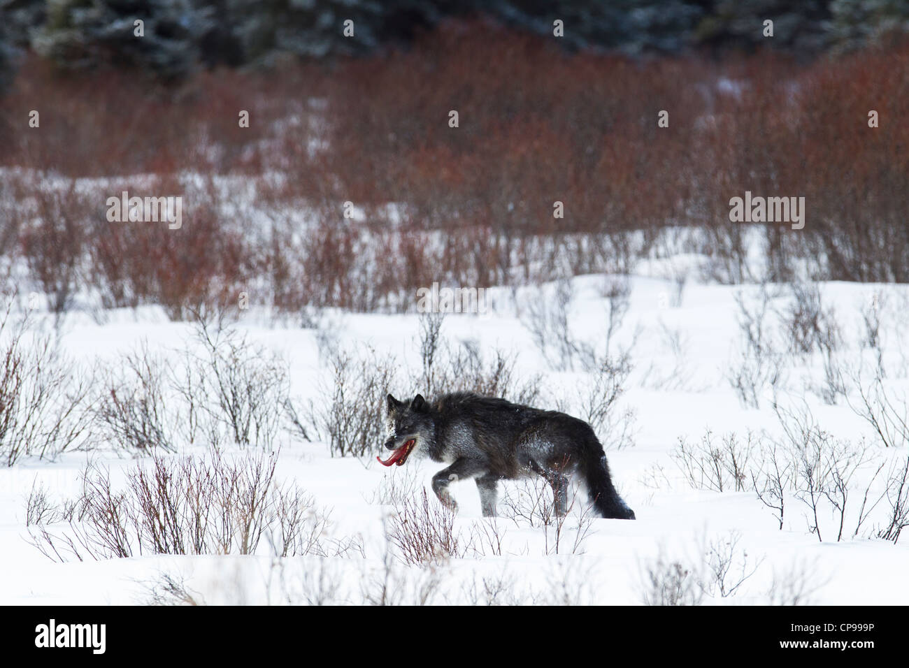 A solitary gray wolf walks through the snow in Banff National Park ...