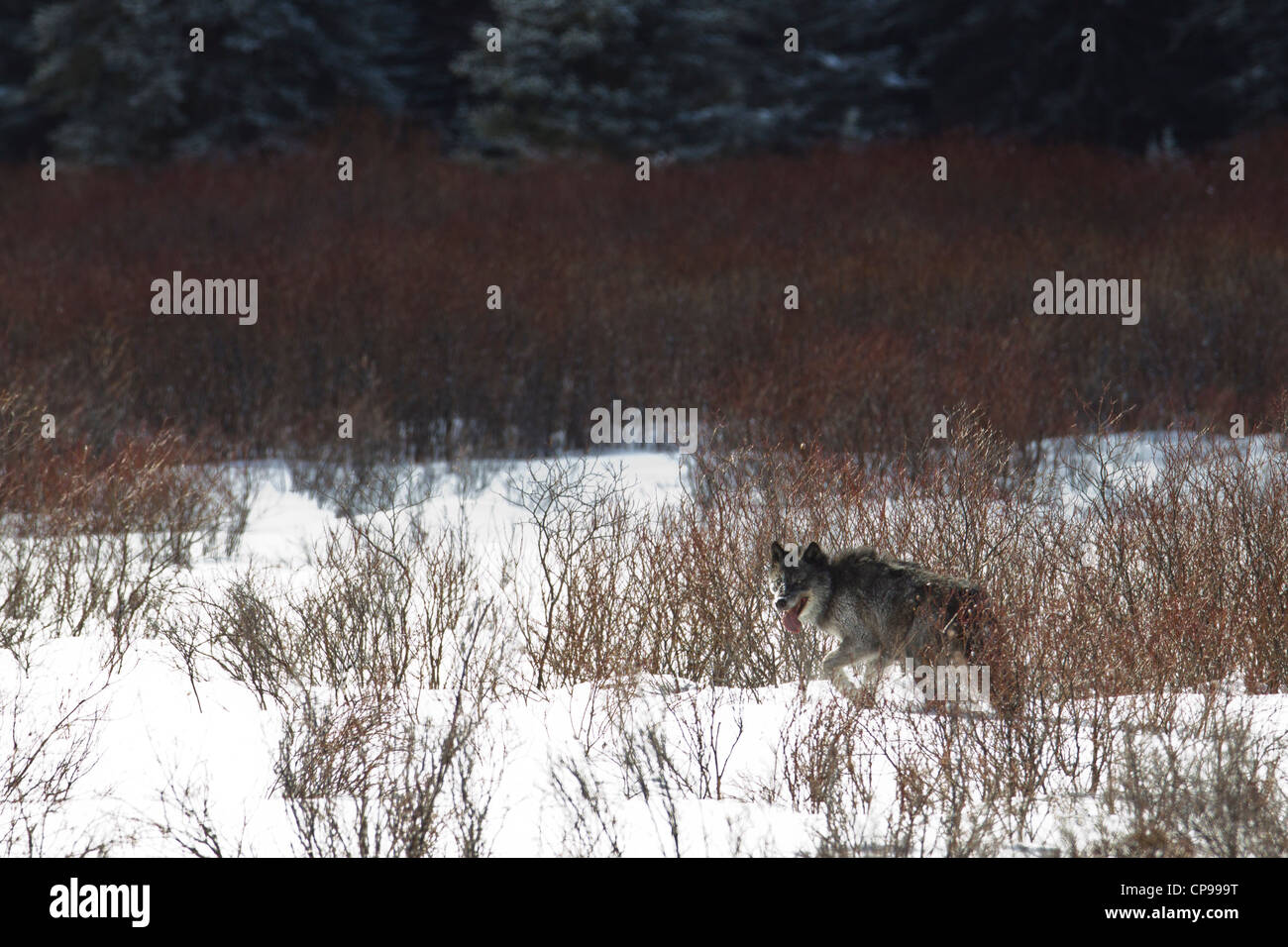 A solitary gray wolf walks through the snow in Banff National Park ...