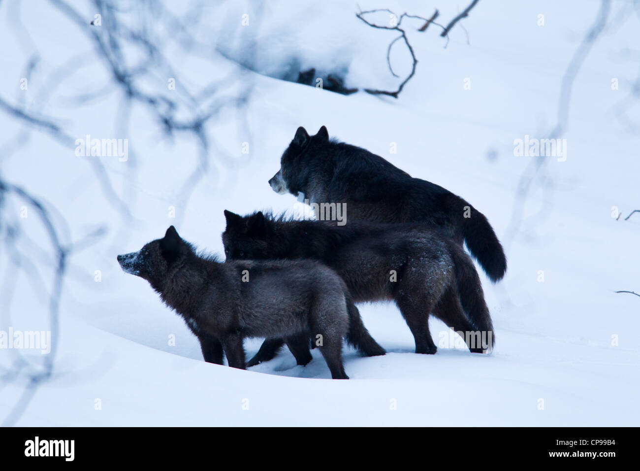 Gray wolf walking banff hi-res stock photography and images - Alamy