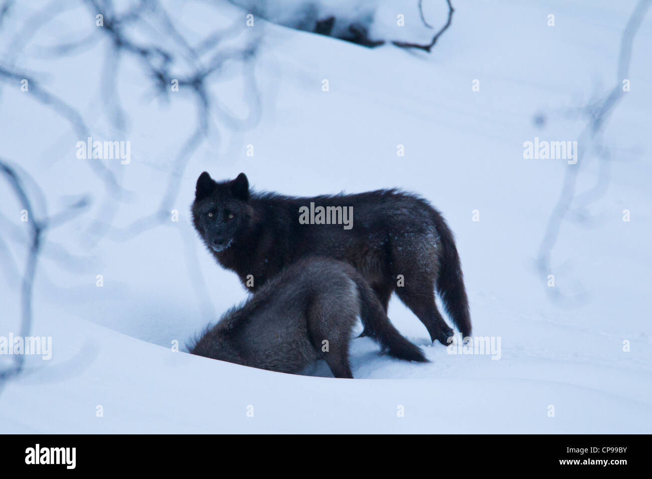 Two gray wolves play in the snow in Banff National Park, Alberta ...