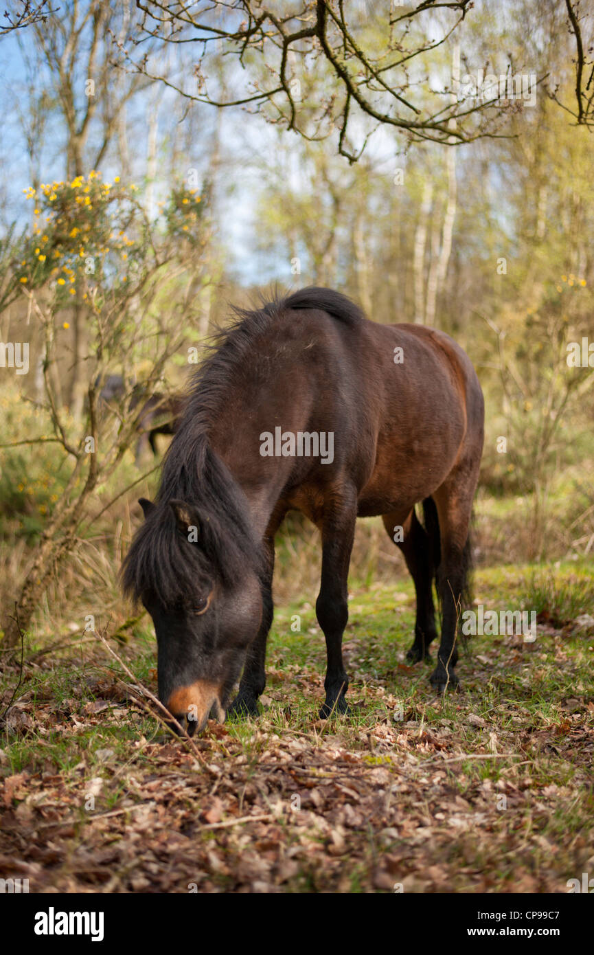 Roydon common norfolk hi-res stock photography and images - Alamy