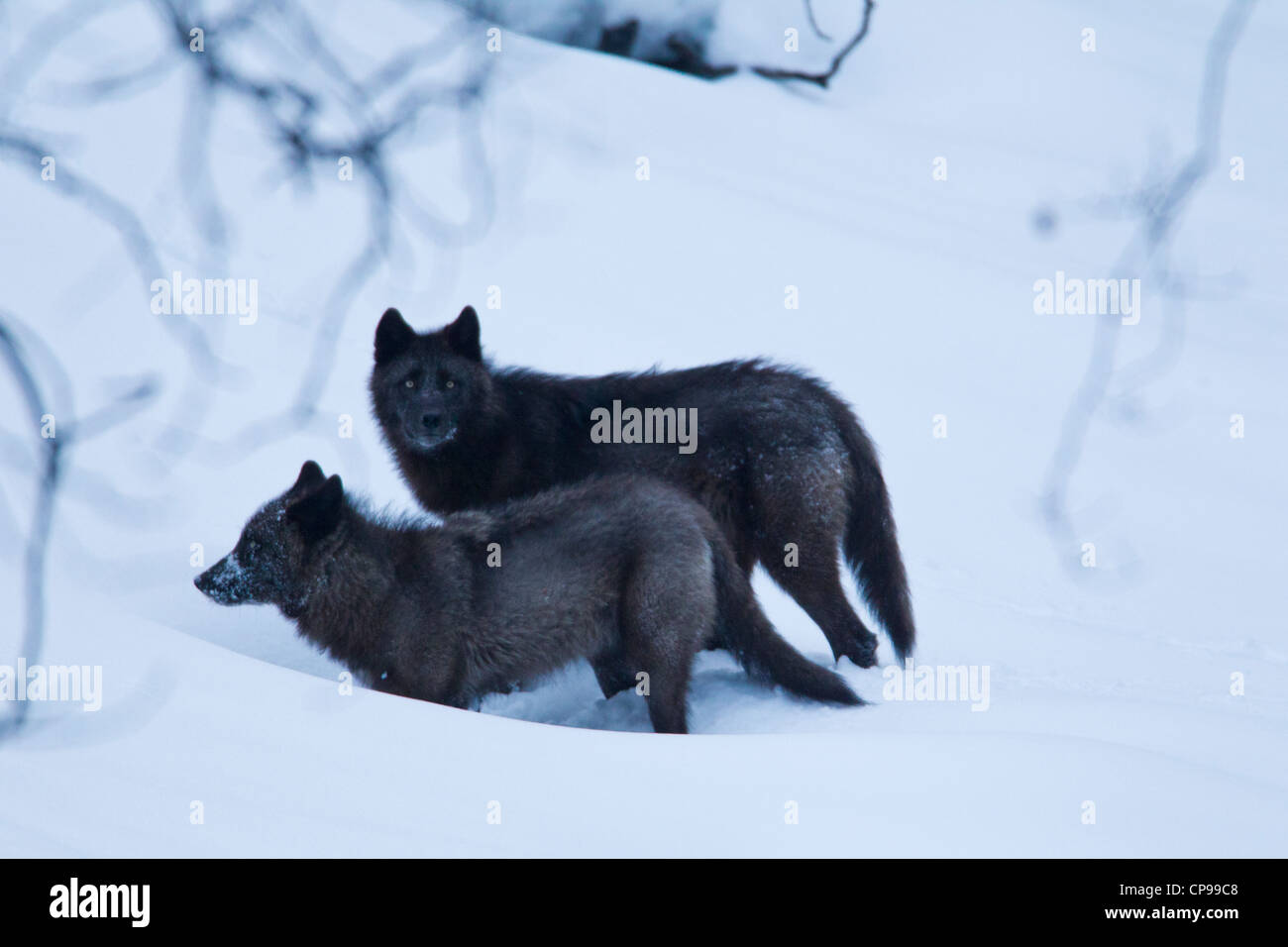 Canadian wolves family hi-res stock photography and images - Alamy