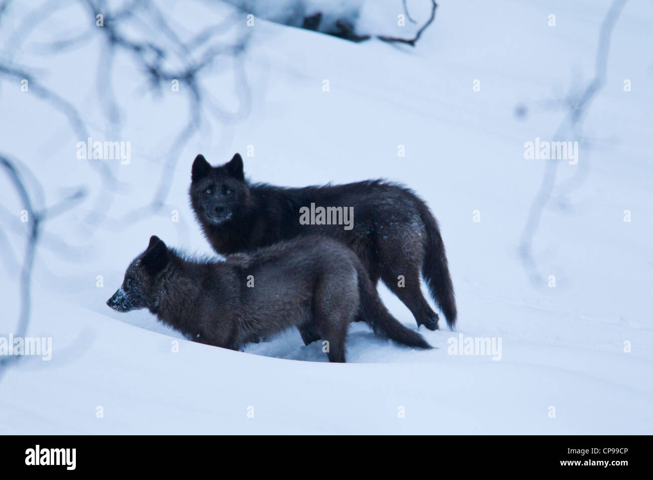Two gray wolves play in the snow in Banff National Park, Alberta ...