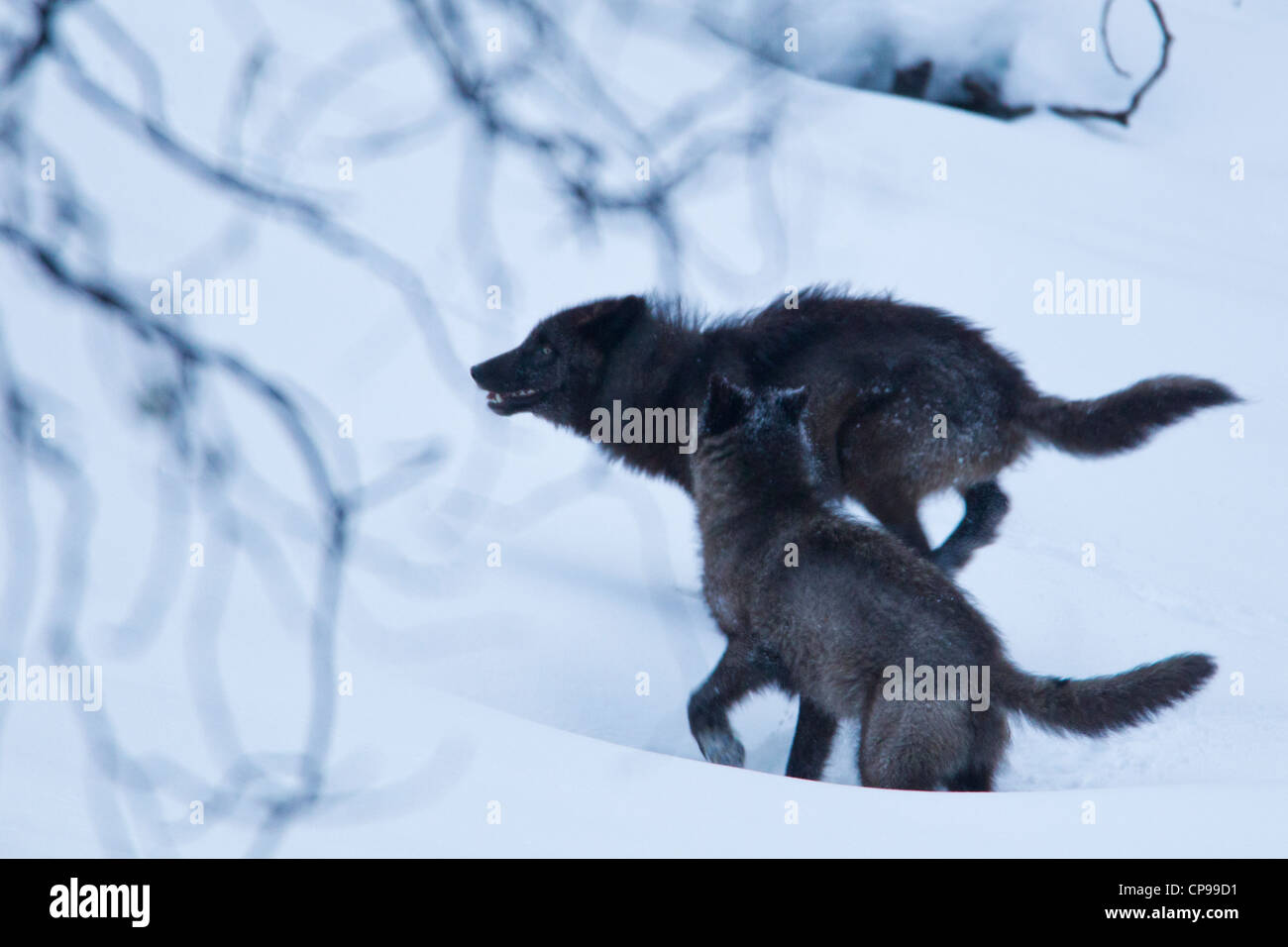 Two gray wolves play in the snow in Banff National Park, Alberta ...