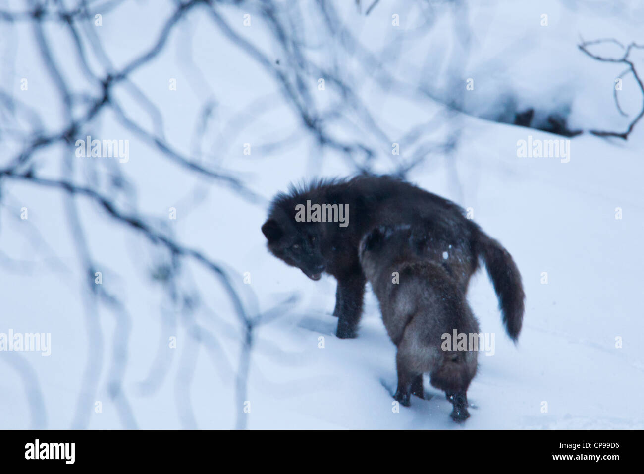 Two gray wolves play in the snow in Banff National Park, Alberta ...