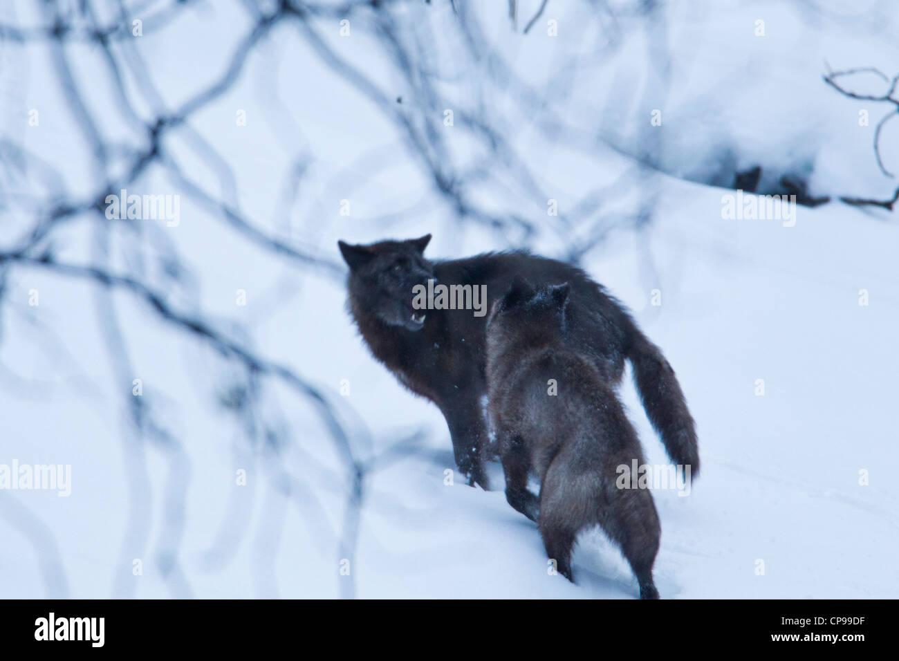 Two gray wolves play in the snow in Banff National Park, Alberta ...