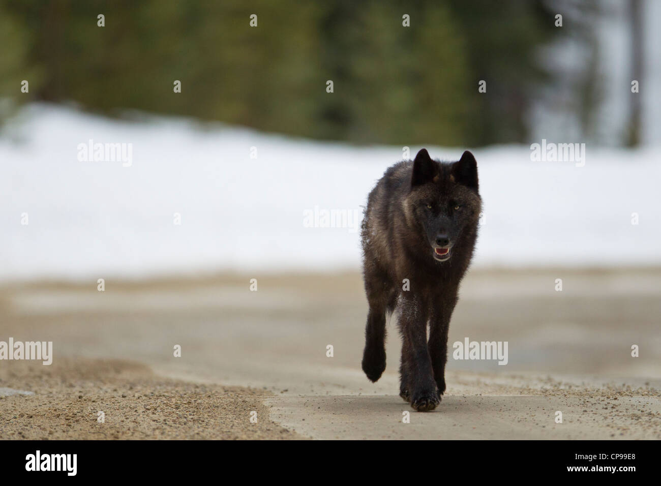A wolf walks down the Bow Valley Parkway in Banff National Park in ...