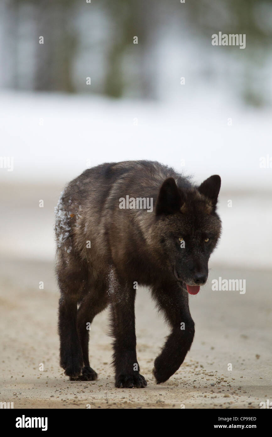 A Gray Wolf walks along a road in Banff National Park, Alberta, Canada ...