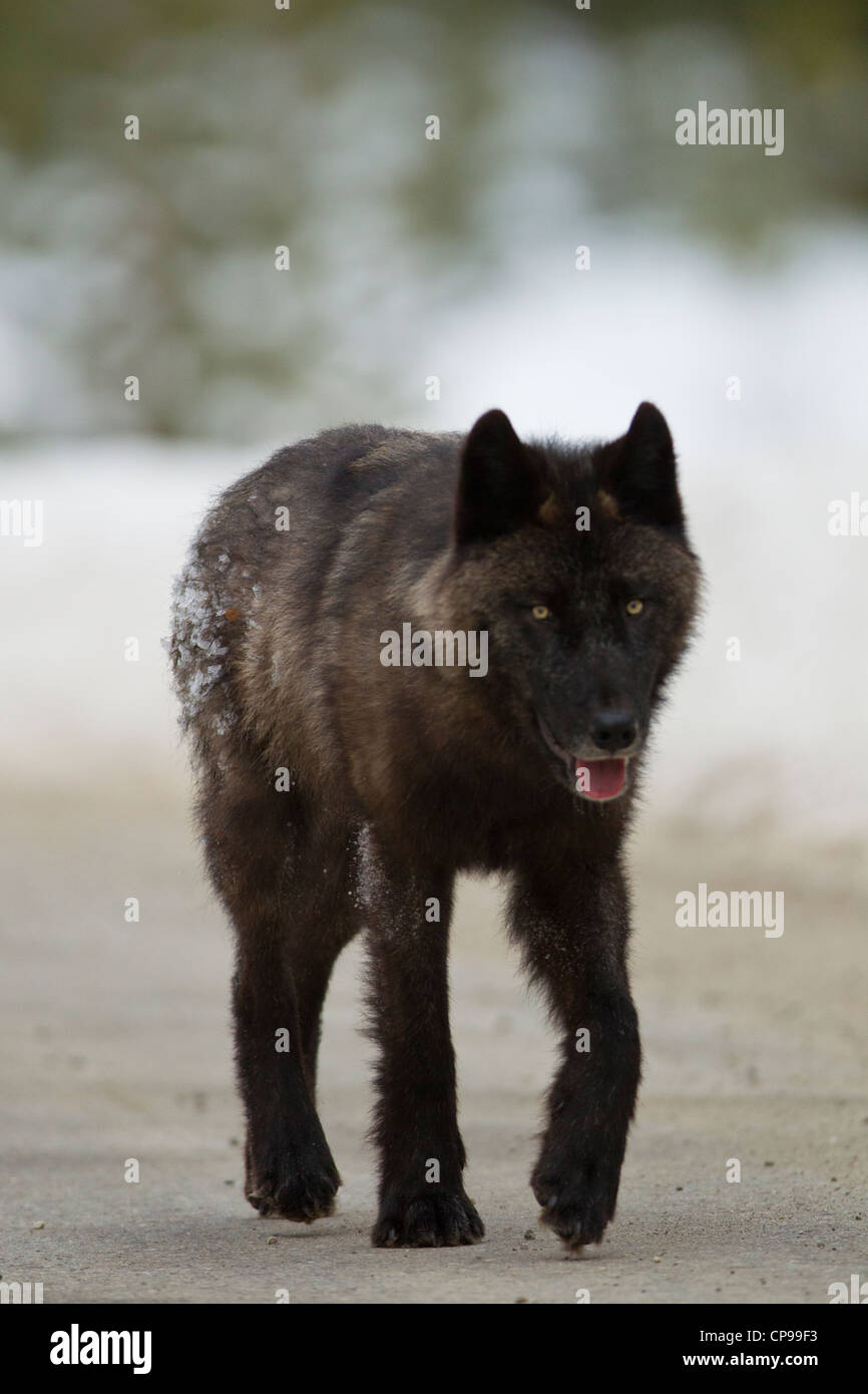 A Gray Wolf walks along a road in Banff National Park, Alberta, Canada ...
