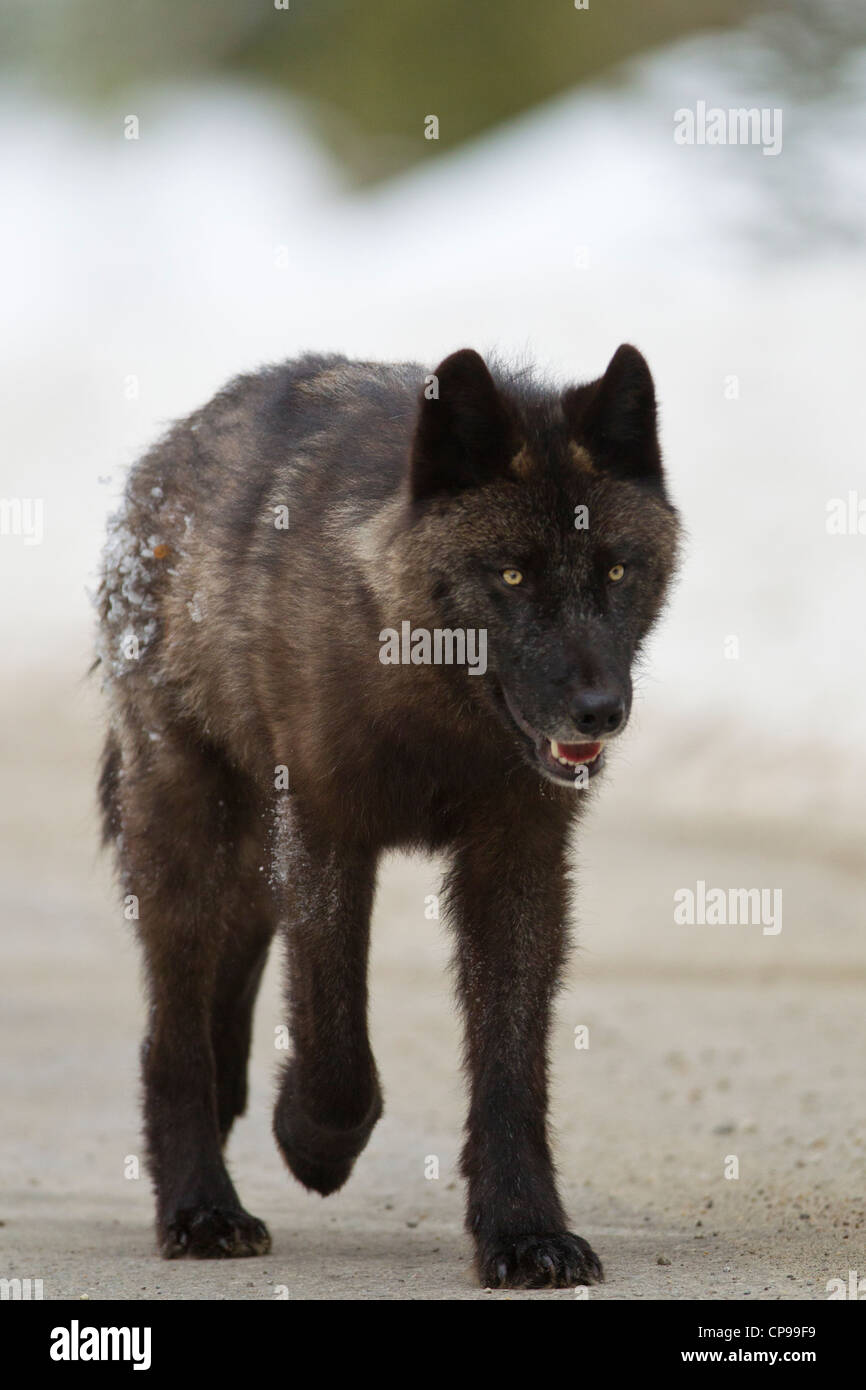 Gray wolf walking banff hi-res stock photography and images - Alamy