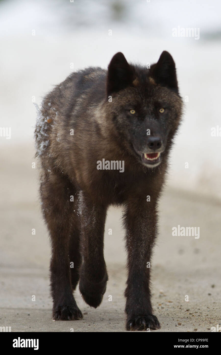 Black Wolf With Orange Eyes