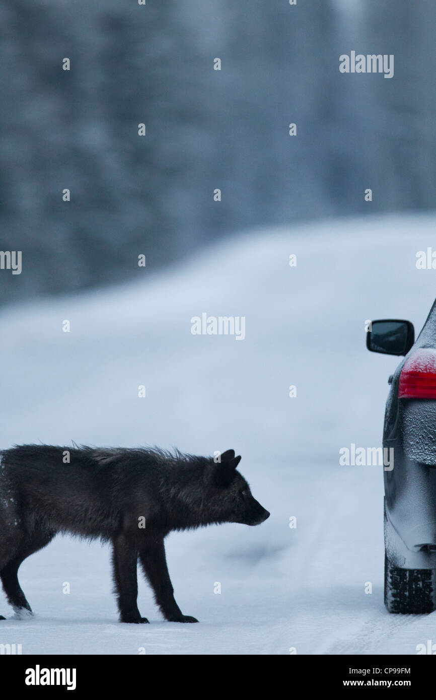 A gray wolf walks on a road in Banff National Park, Alberta, Canada ...