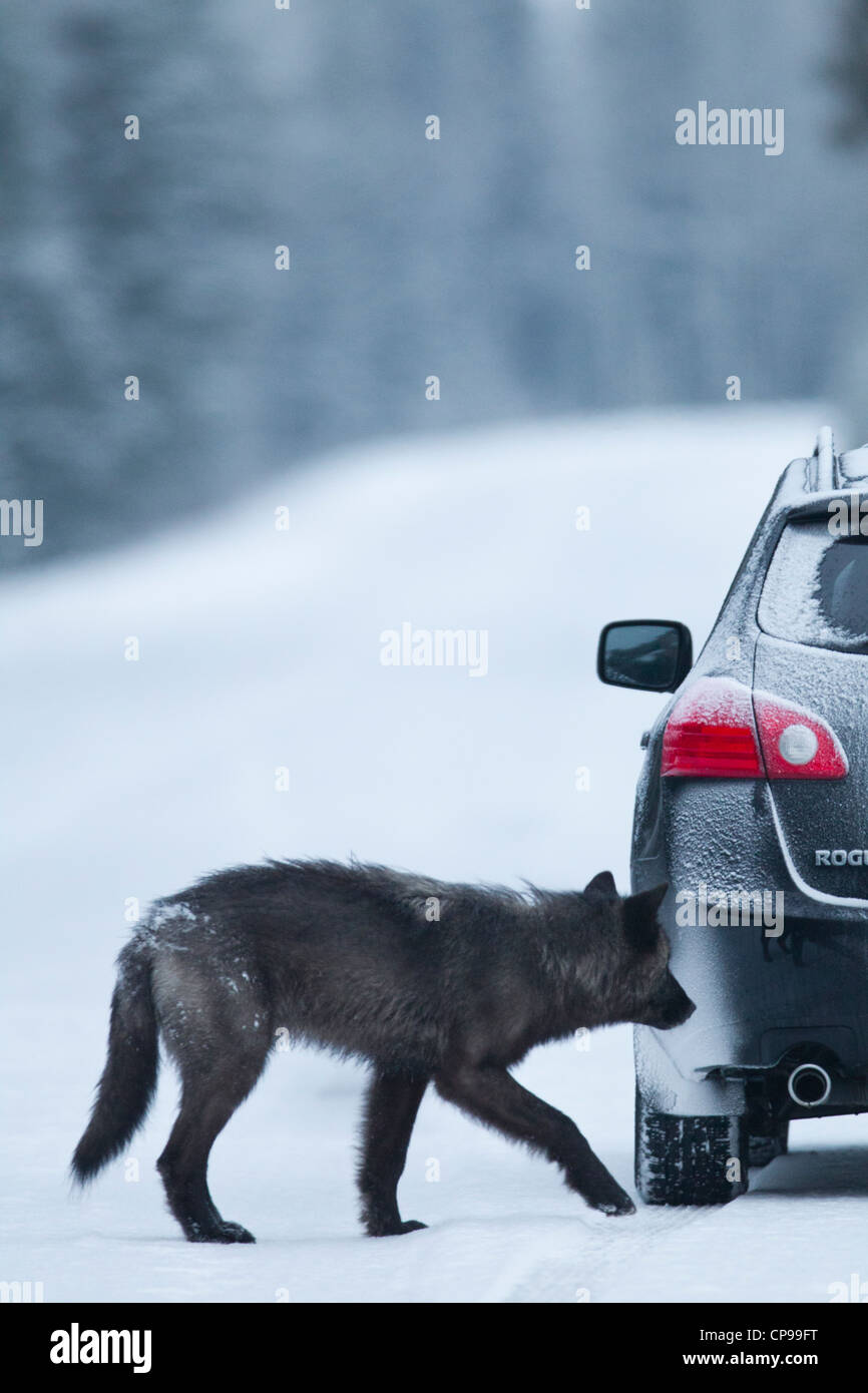 A gray wolf walks on a road in Banff National Park, Alberta, Canada ...