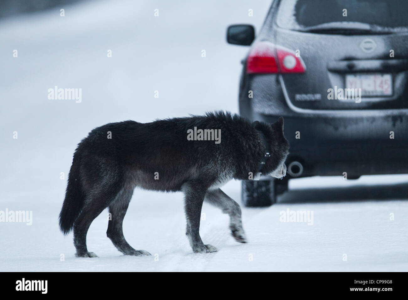 A gray wolf walks on a road in Banff National Park, Alberta, Canada ...