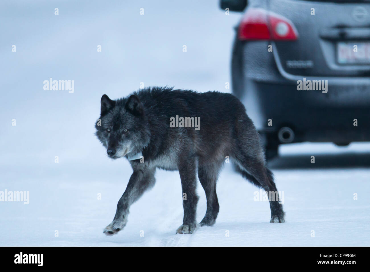 A gray wolf walks on a road in Banff National Park, Alberta, Canada ...
